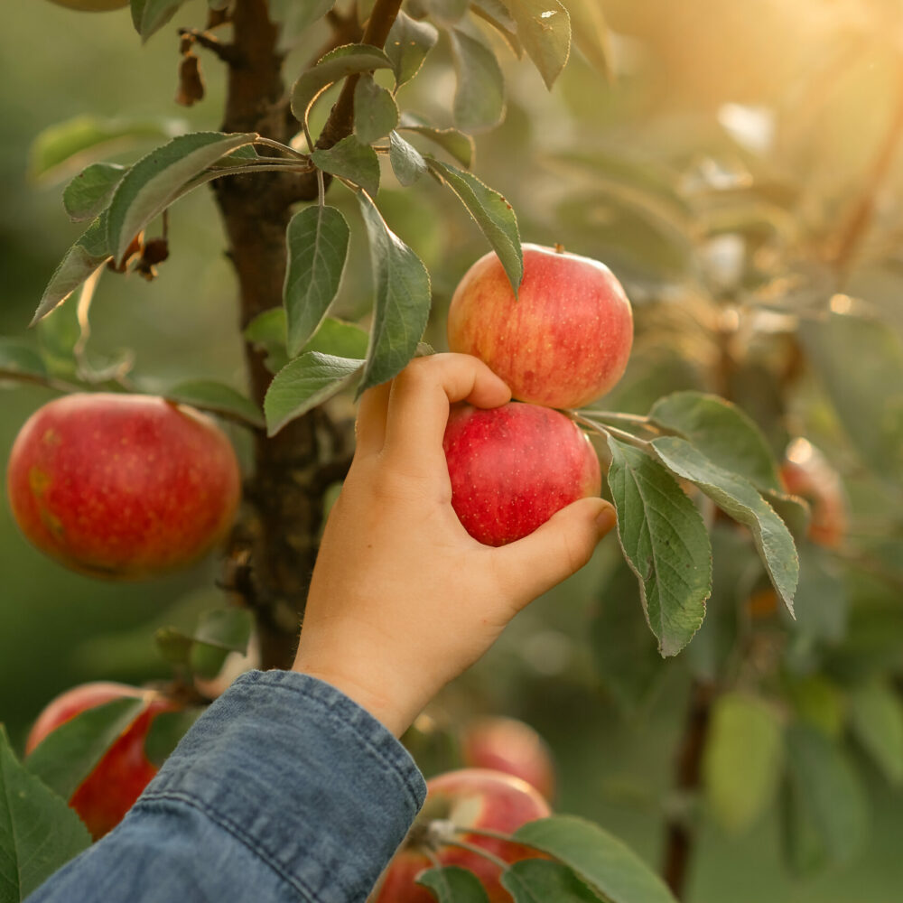 Fruithub - Regionaal Landschap Westhoek